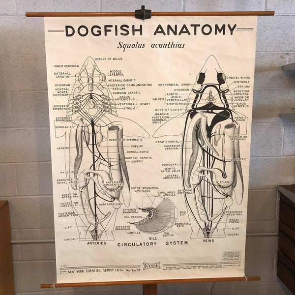 Educational Zoological Dogfish Anatomy Chart By New York Scientific Co ...