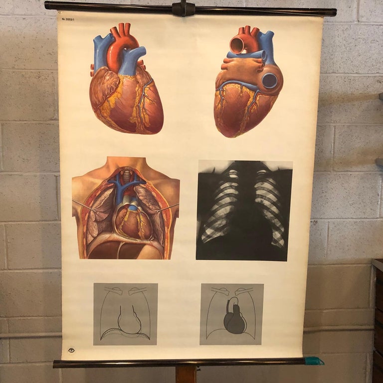 German Educational Heart Anatomy Chart – cityFoundry