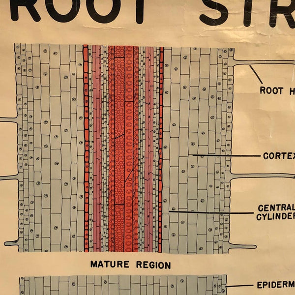 Educational Botanical Root Structure Chart By New York Scientific Supp ...