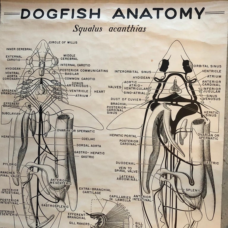 Educational Zoological Dogfish Anatomy Chart By New York Scientific Co ...