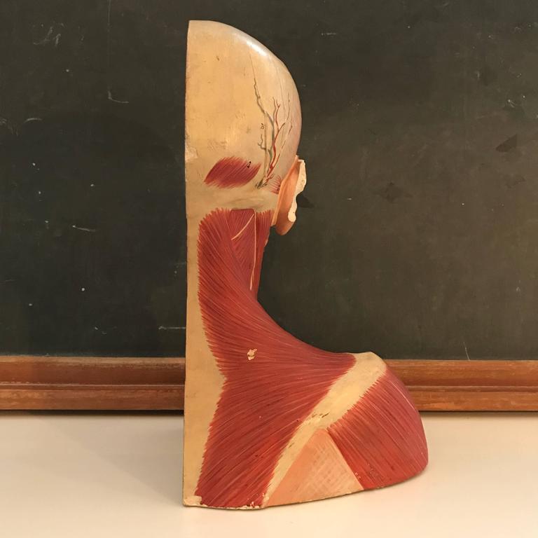 Vintage Anatomical Cross-Section of a Bust – cityFoundry