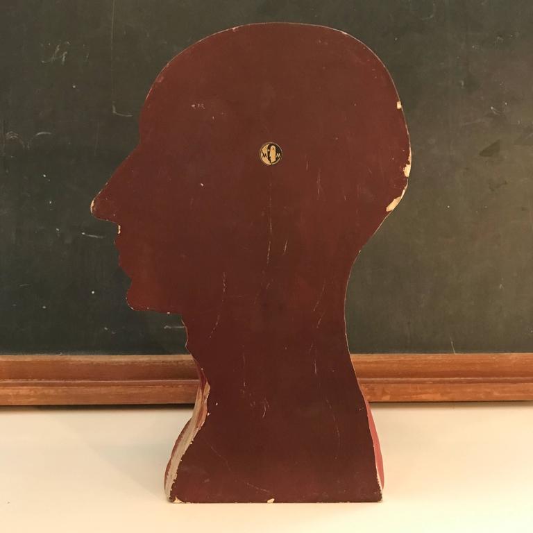 Vintage Anatomical Cross-Section of a Bust – cityFoundry