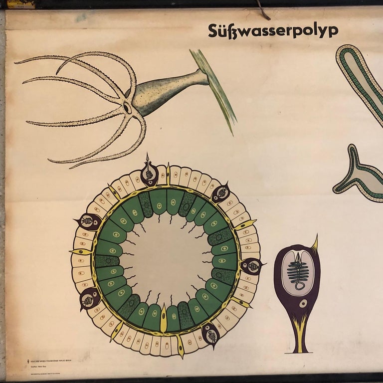 Vintage German Educational Zoological Freshwater Polyp Chart – cityFoundry