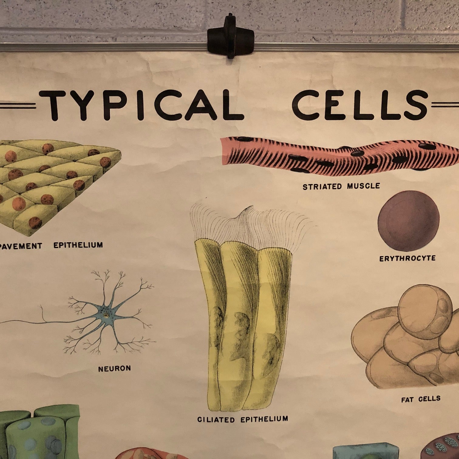 Vintage Educational Micro-Biology Chart By Sargent-Welch Scientific ...