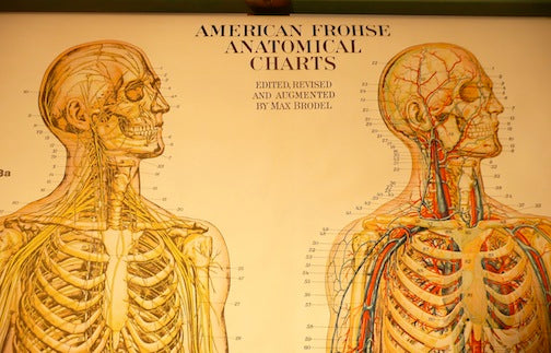 Human Anatomy Chart – cityFoundry